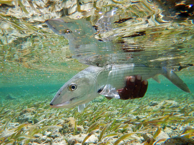 Best Flies for Belize Fly Fishing – Salt Fly Pro