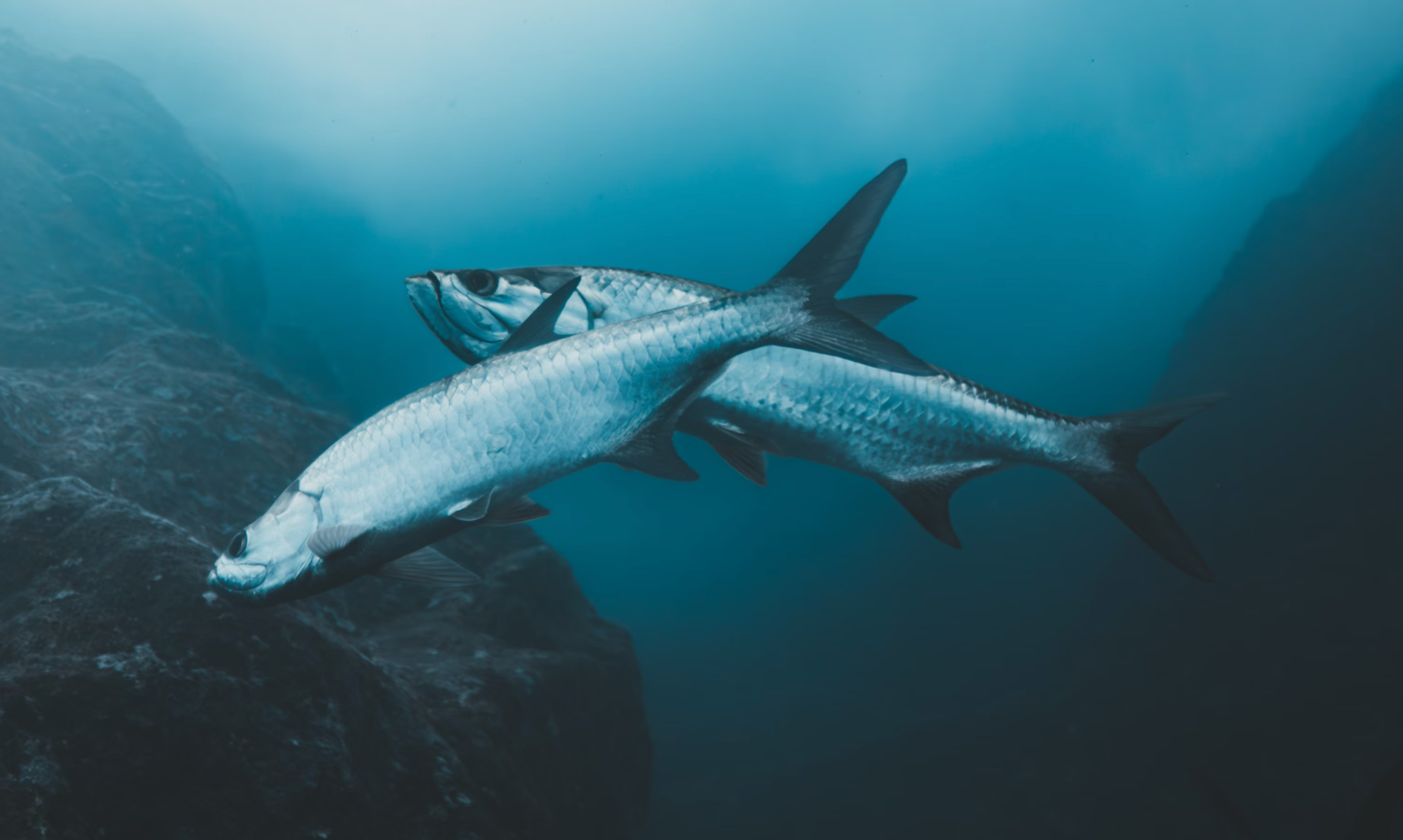 Best Tarpon Fly Rods, Reels & Combos – Salt Fly Pro