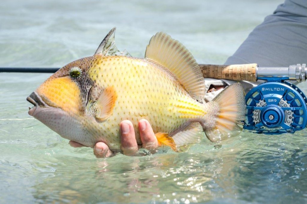 Flies – Salt Fly Pro