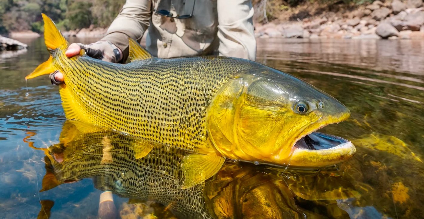 Flies – Salt Fly Pro