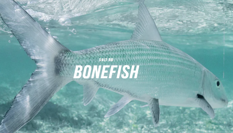 Flies – Salt Fly Pro